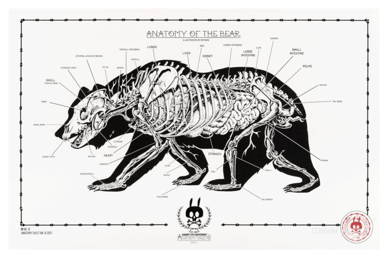 ANATOMY OF THE BEAR: ANATOMY SHEET NO.14 - Rabbit Eye Movement Inc.