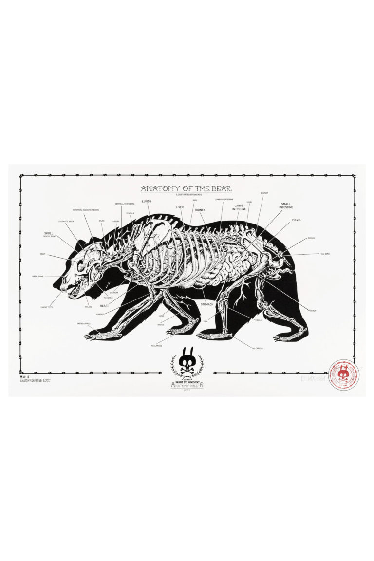 ANATOMY OF THE BEAR: ANATOMY SHEET NO.14 - Rabbit Eye Movement Inc.