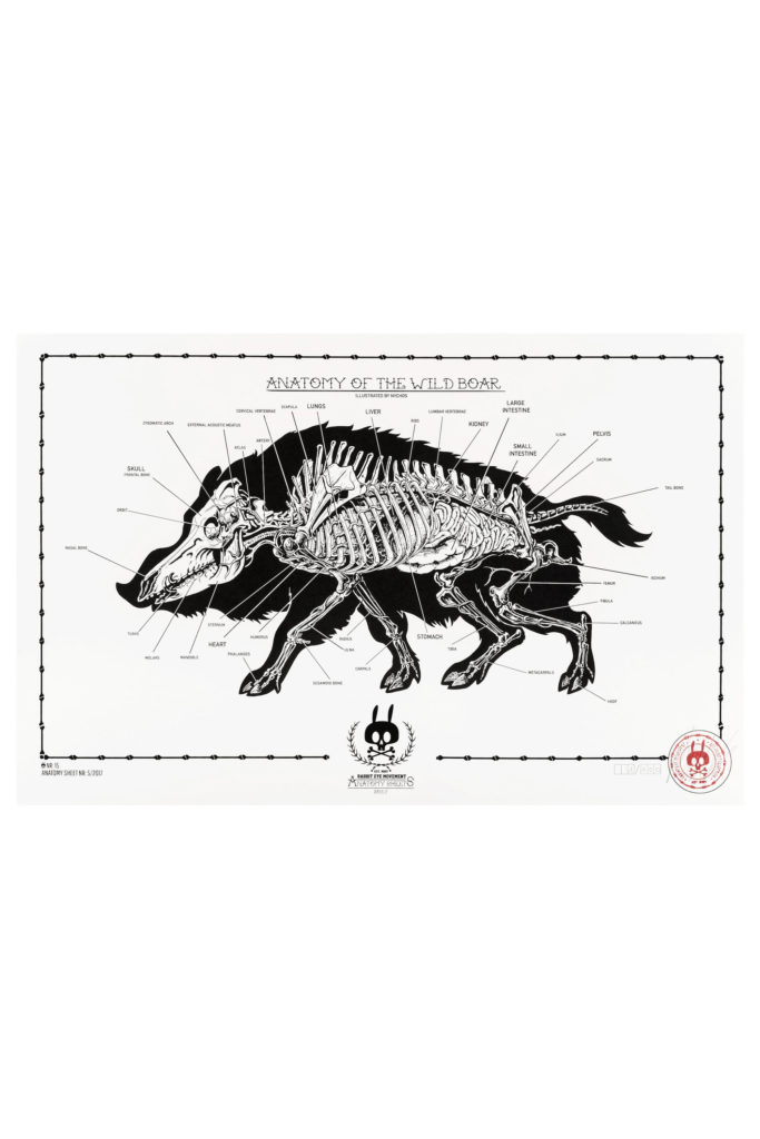 ANATOMY OF THE WILD BOAR: ANATOMY SHEET NO.15 - Rabbit Eye Movement Inc.