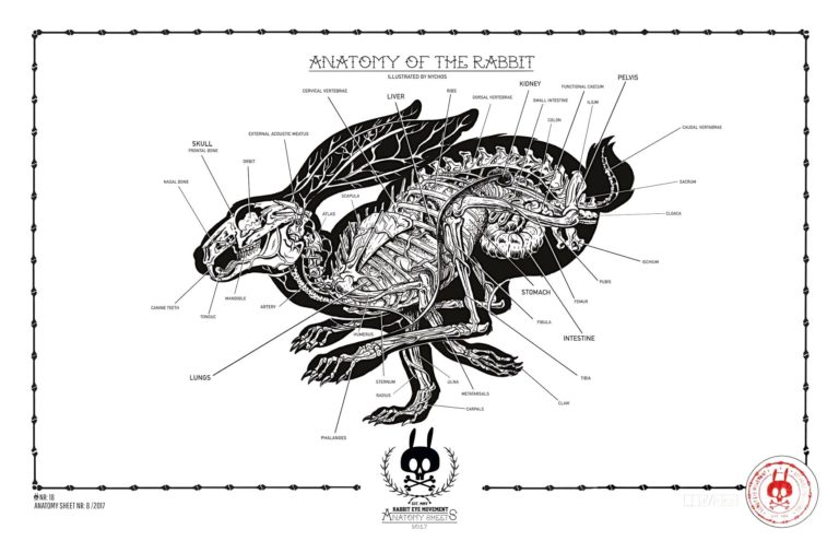 ANATOMY OF THE RABBIT: ANATOMY SHEET NO. 18 - Rabbit Eye Movement Inc.