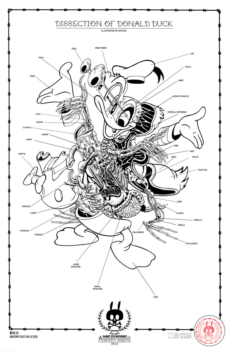 DISSECTION OF POPEYE - ANATOMY SHEET NO. 29 - Rabbit Eye Movement Inc.