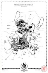 DISSECTION OF STICH - ANATOMY SHEET NO. 30 - Rabbit Eye Movement Inc.